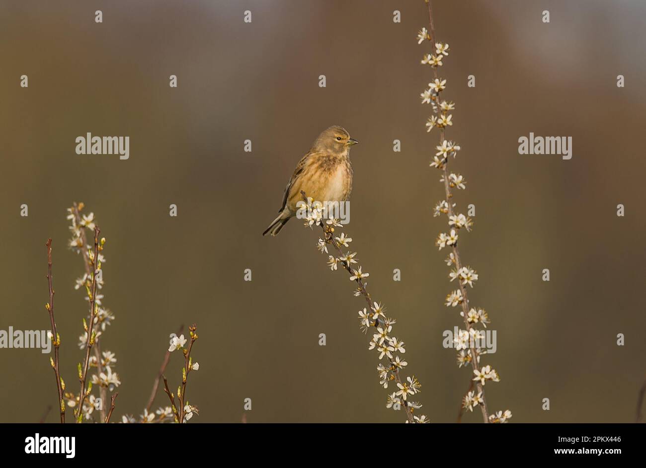 Linnet captured with canon r5 hi-res stock photography and images - Alamy
