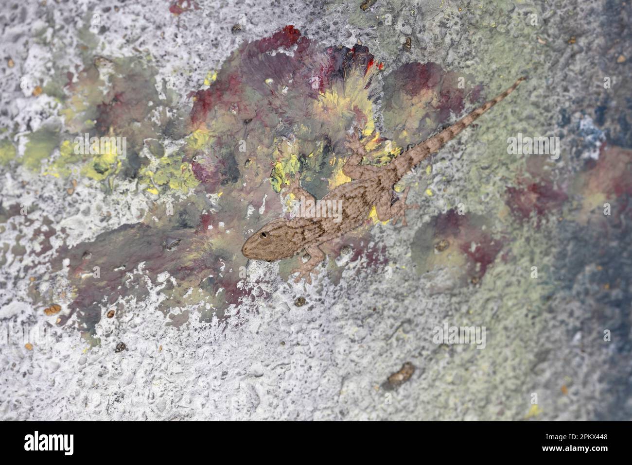 Common wall gecko or Tarentola mauritanica on a wall Stock Photo - Alamy