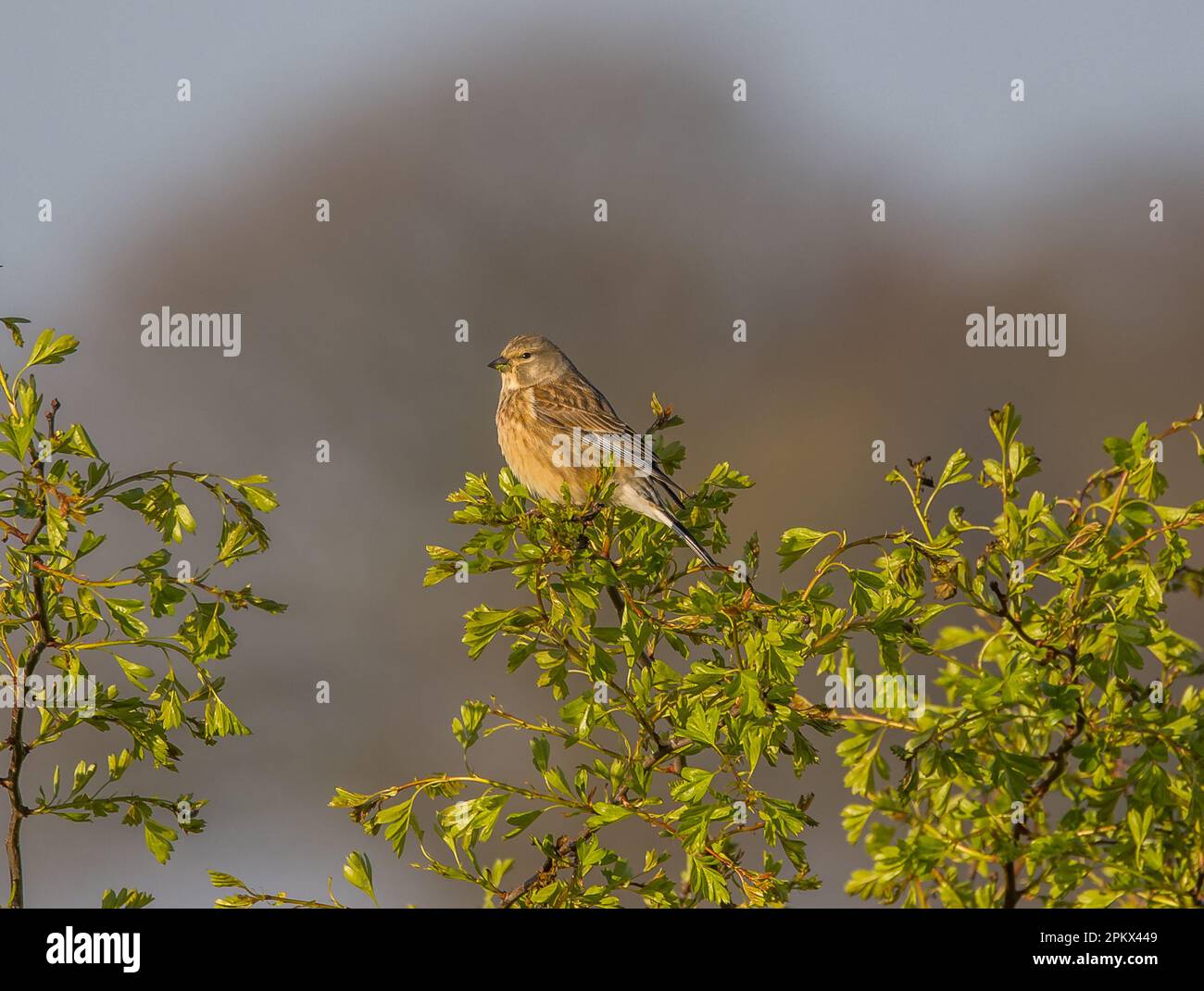 Linnet captured in morning light hi-res stock photography and images ...