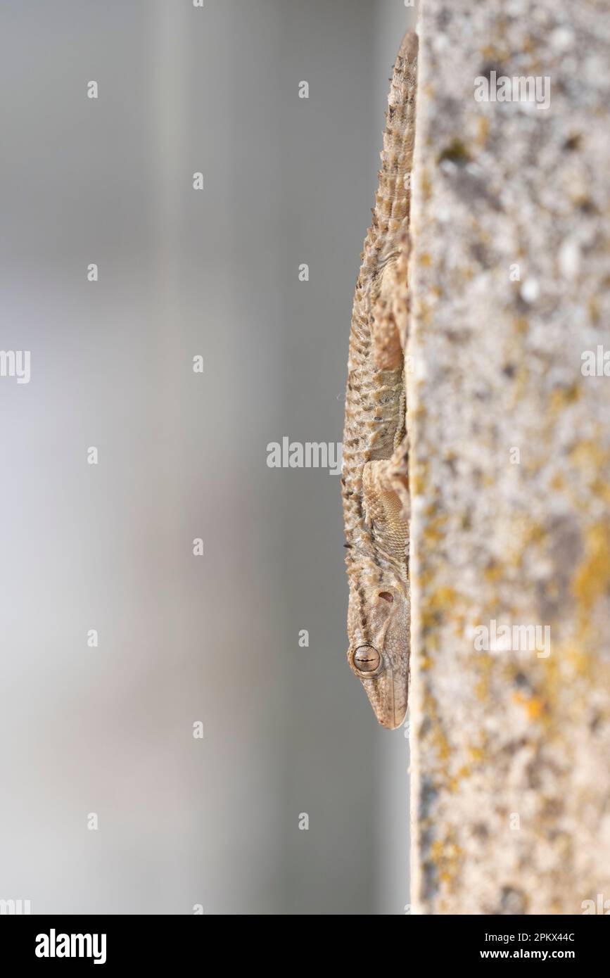 Common wall gecko or Tarentola mauritanica on a wall Stock Photo - Alamy