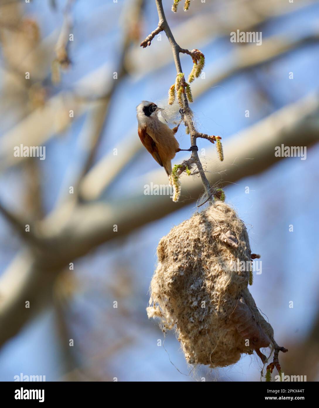 Penduline tit (Remiz pendulinus) building his nest in a tree Stock ...