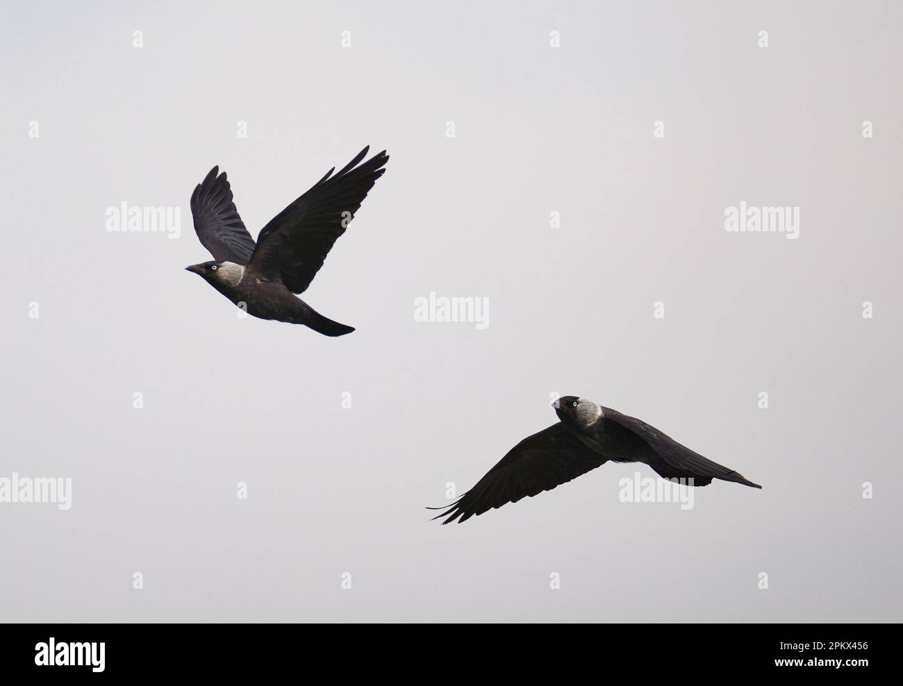 Crow in mid flight, wings stretched Stock Photo - Alamy