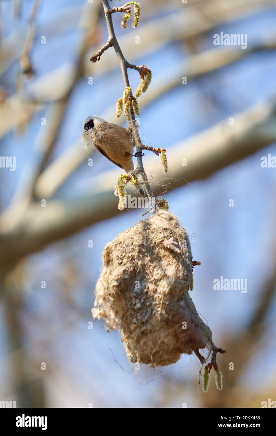 Penduline tit (Remiz pendulinus) building his nest in a tree Stock ...