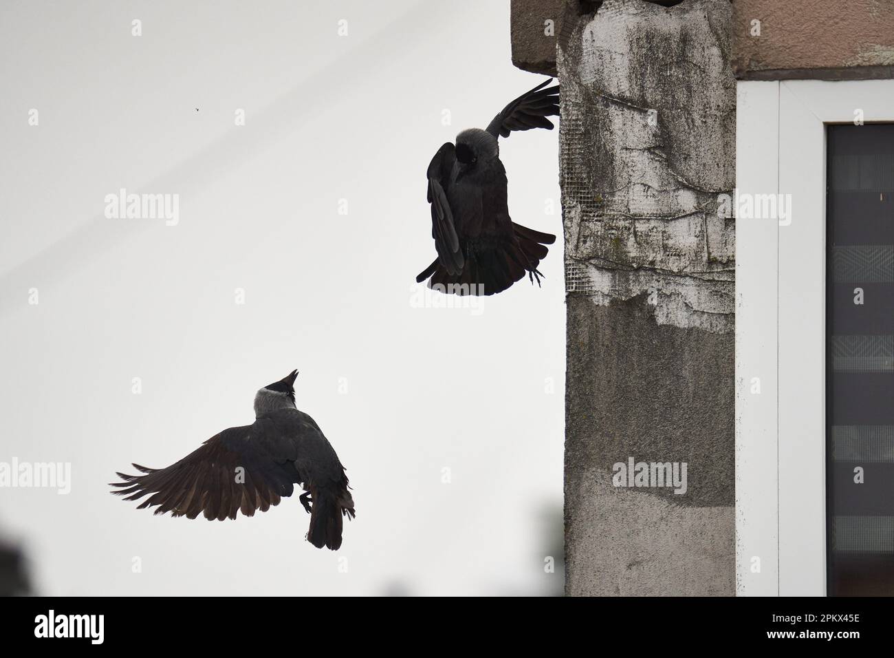 Crows fighting hi-res stock photography and images - Alamy