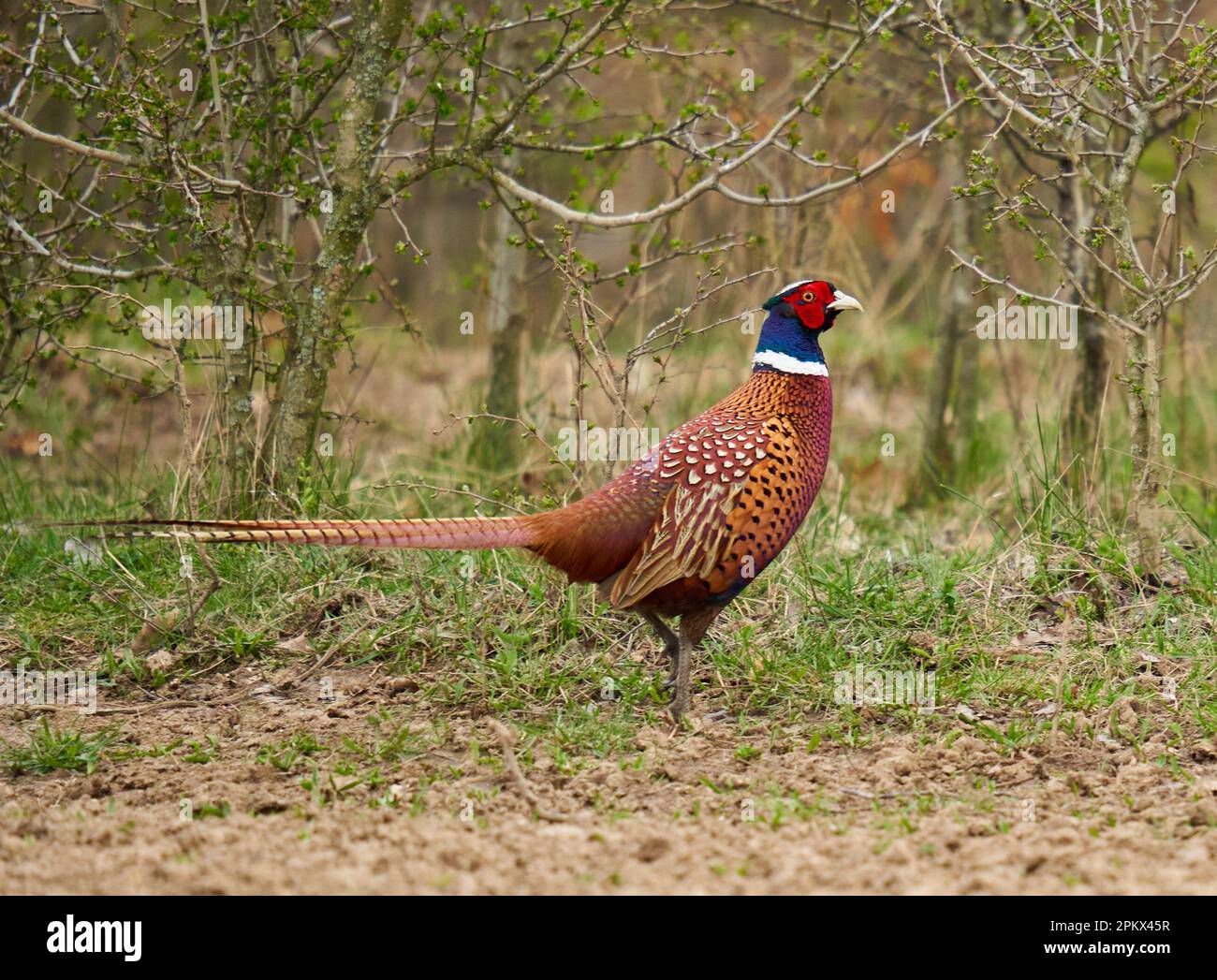 Colorful male pheasant (Phasianus colchicus) on the forest floor Stock ...