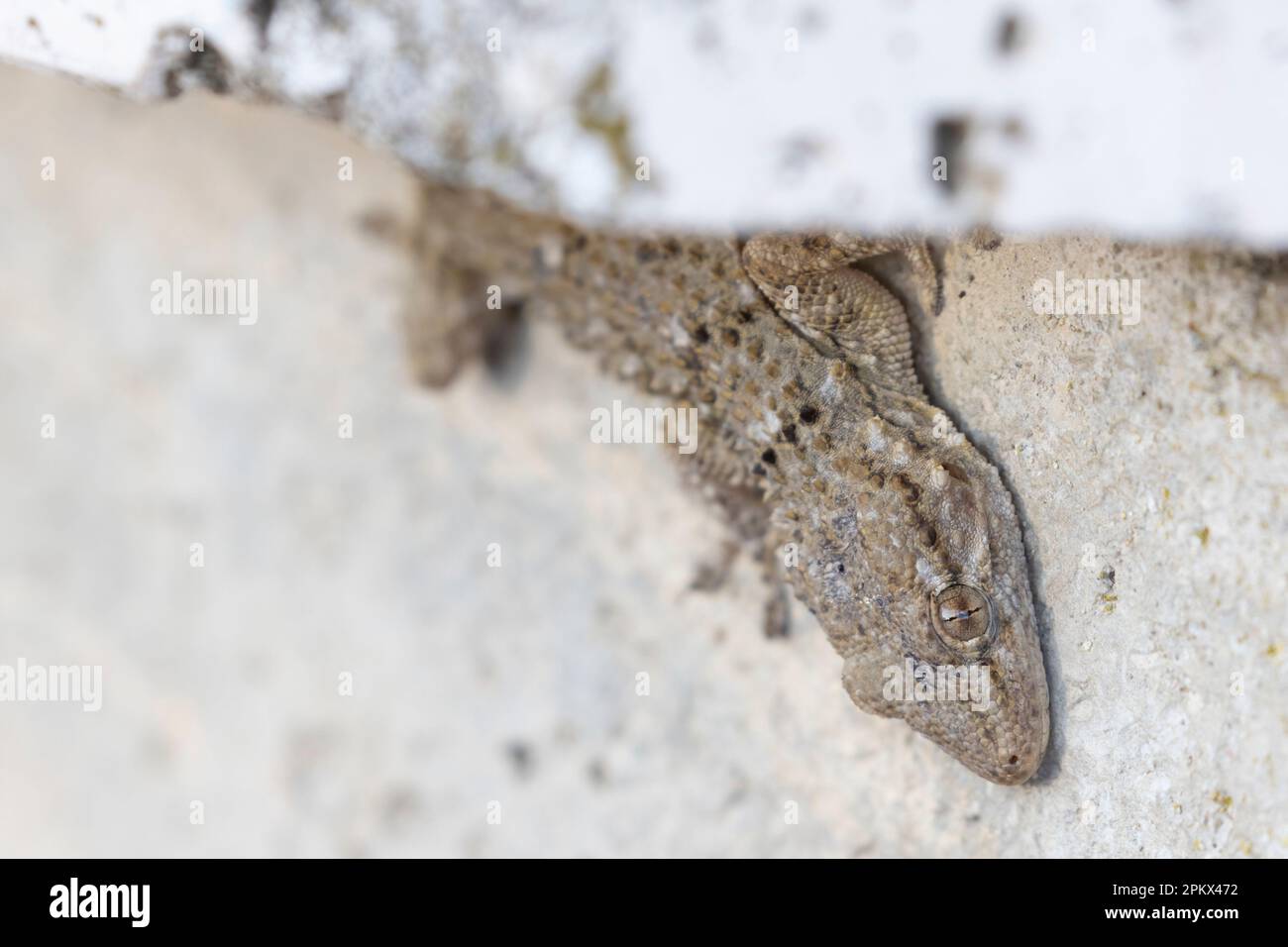 Common wall gecko or Tarentola mauritanica on a wall Stock Photo - Alamy