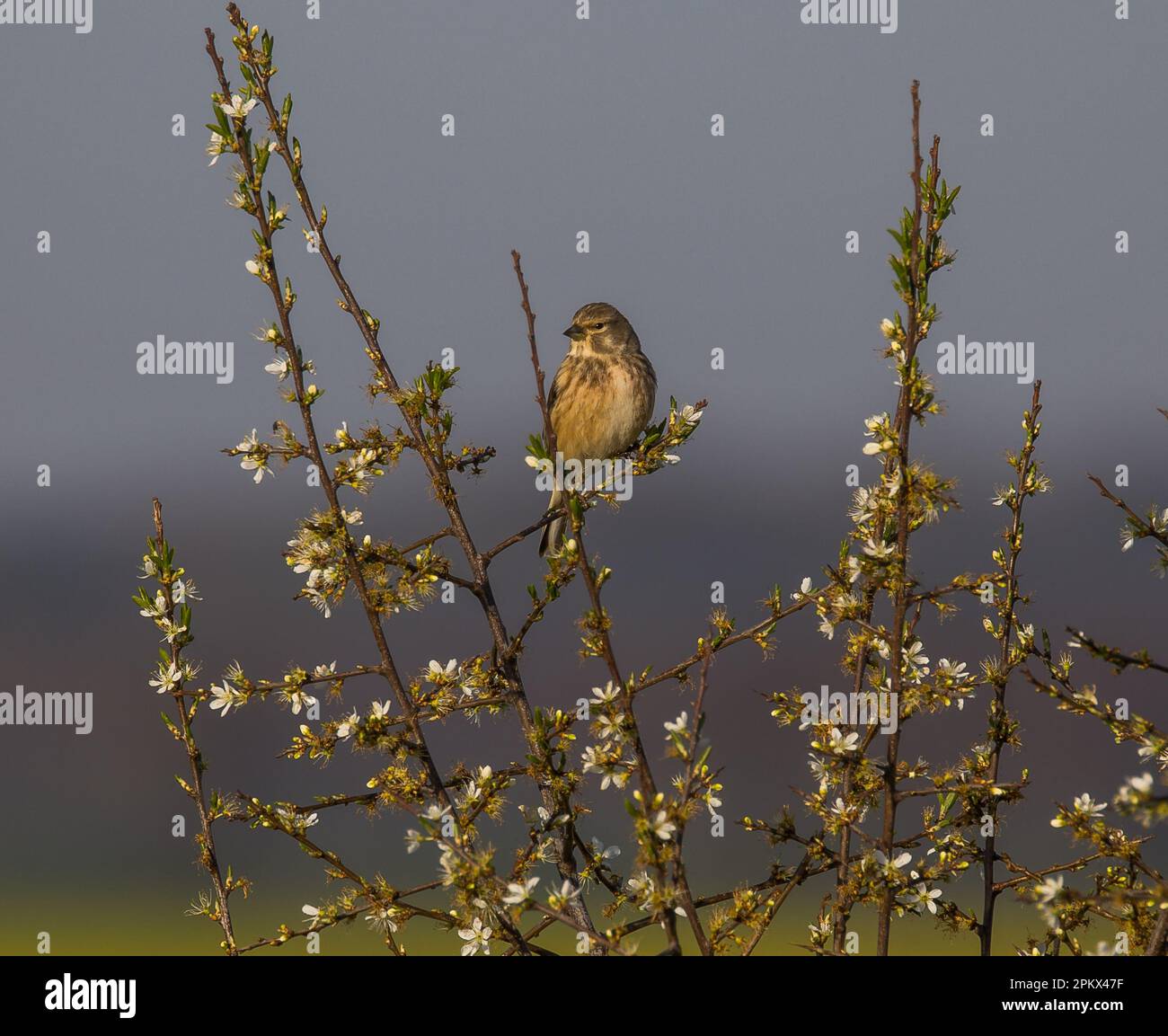 Linnet captured in morning light hi-res stock photography and images ...