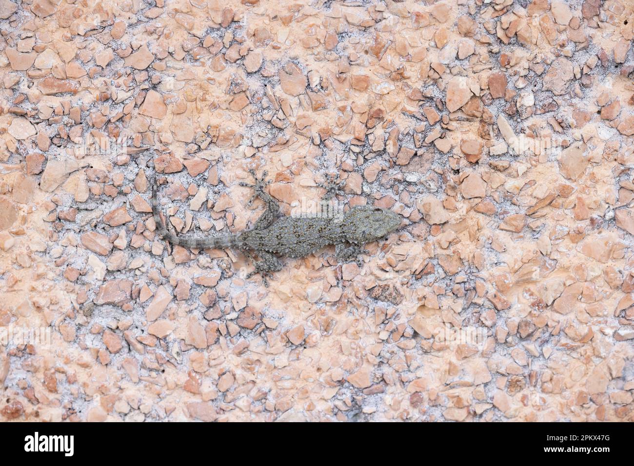 Common wall gecko or Tarentola mauritanica on a wall Stock Photo - Alamy