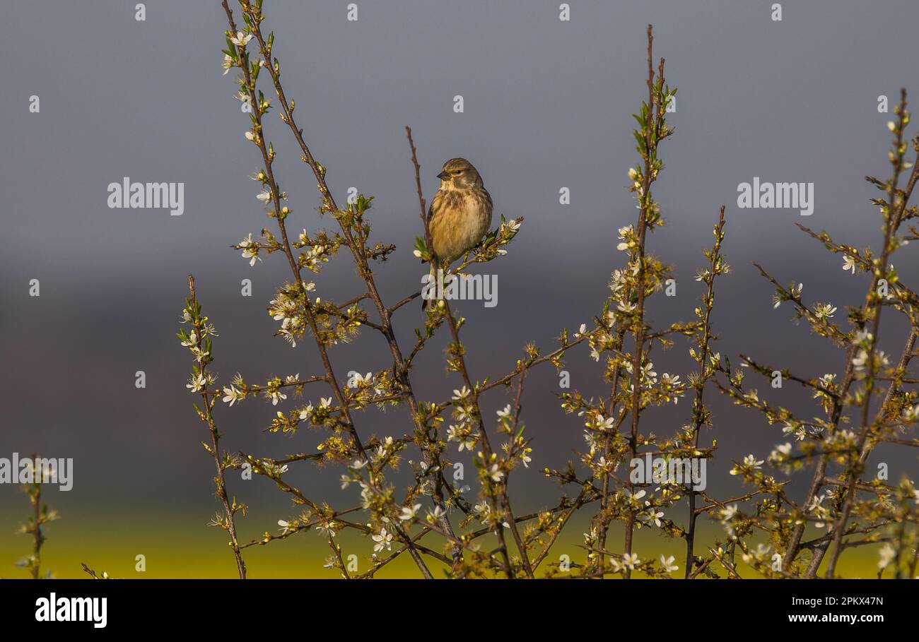 Linnet captured with canon r5 hi-res stock photography and images - Alamy