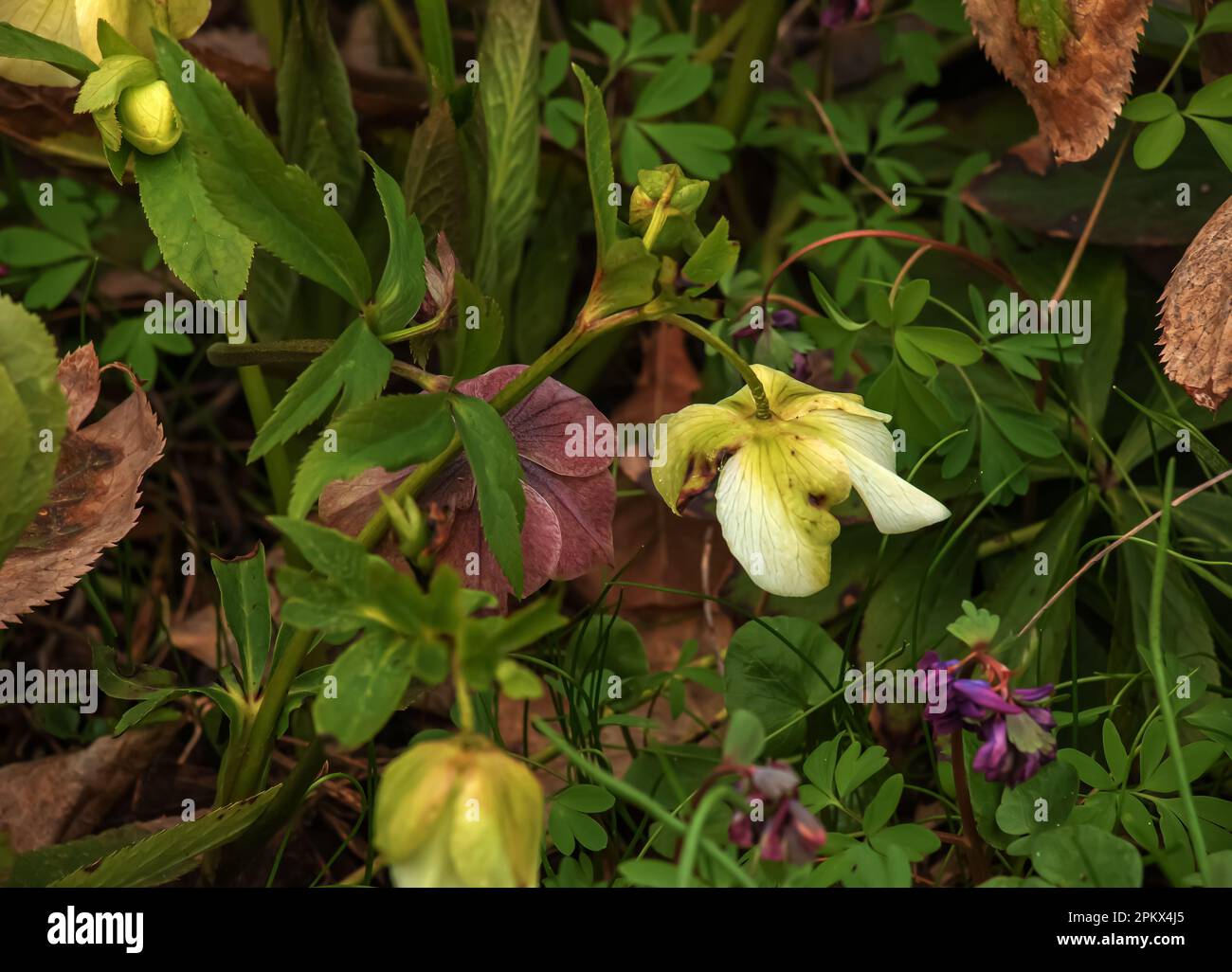 Botany. Flowers in the garden. Closeup view of a Helleborus foetidus ...