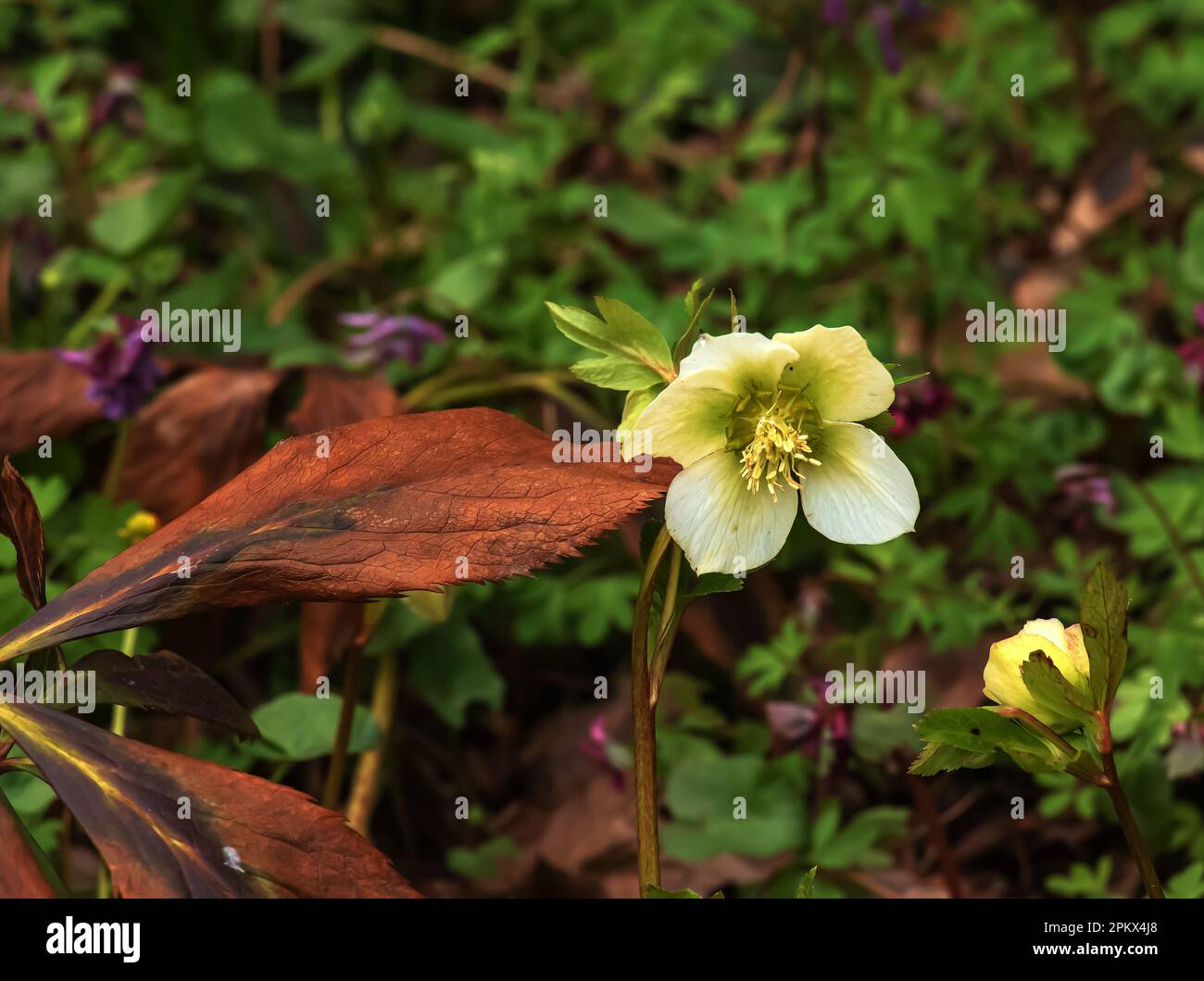 Botany. Flowers in the garden. Closeup view of a Helleborus foetidus ...