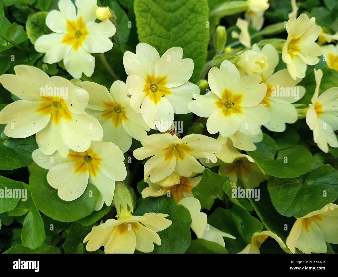 Detail of yellow primrose flowers in full bloom Stock Photo - Alamy