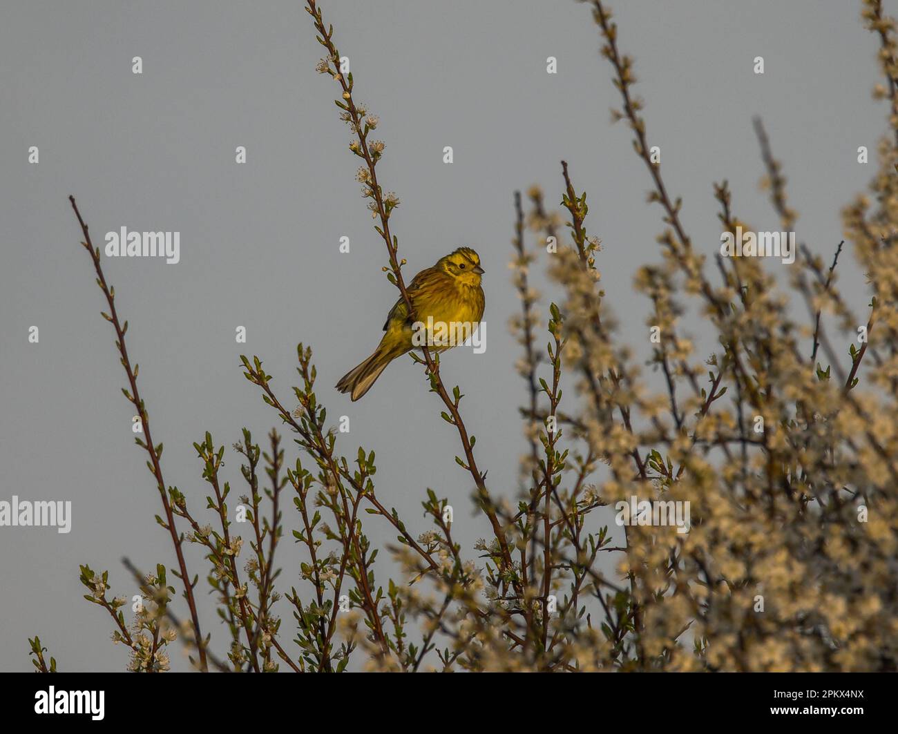 Yellowhammer captured in morning light hi-res stock photography and ...