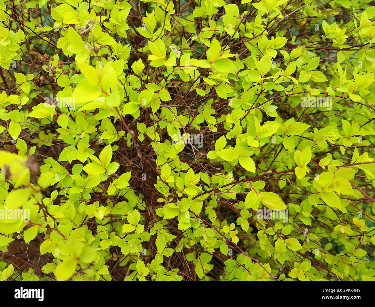 Detail of lime green leaves in spring sunshine Stock Photo - Alamy