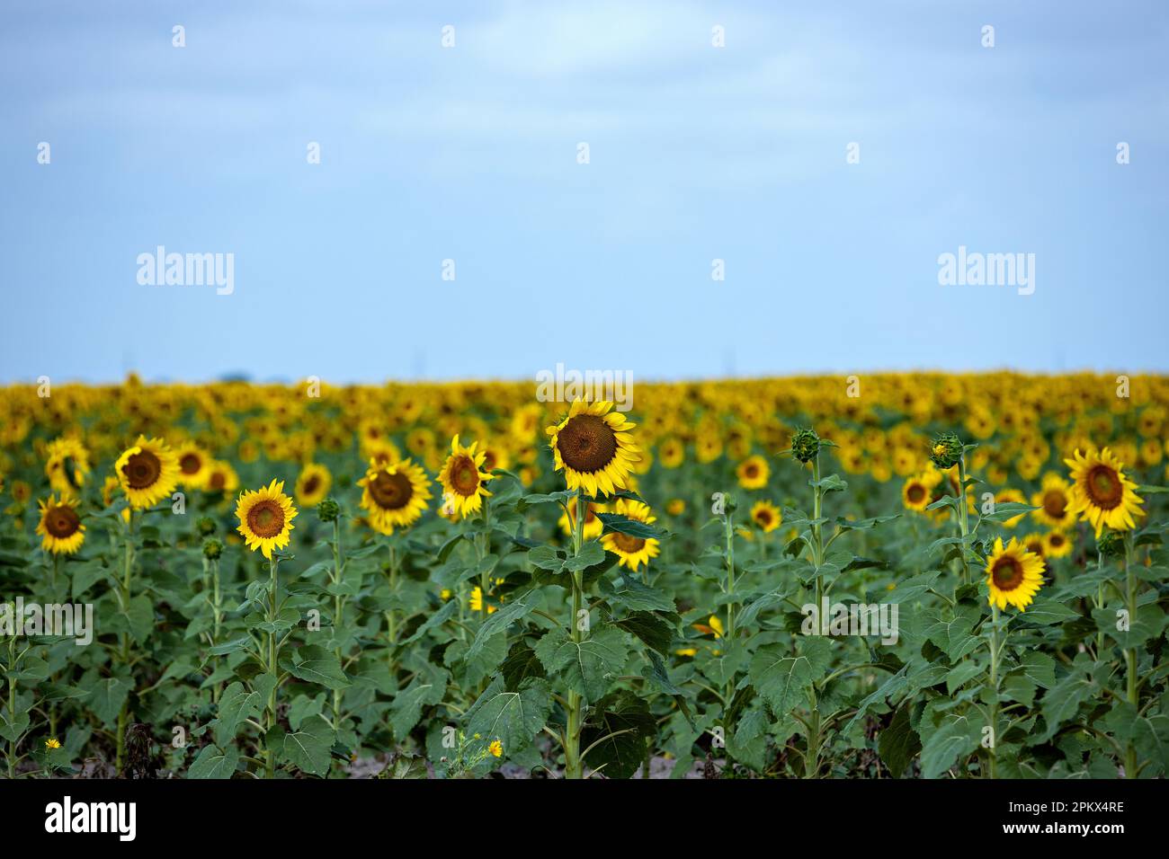 Giant sunflower field in South Texas Stock Photo - Alamy
