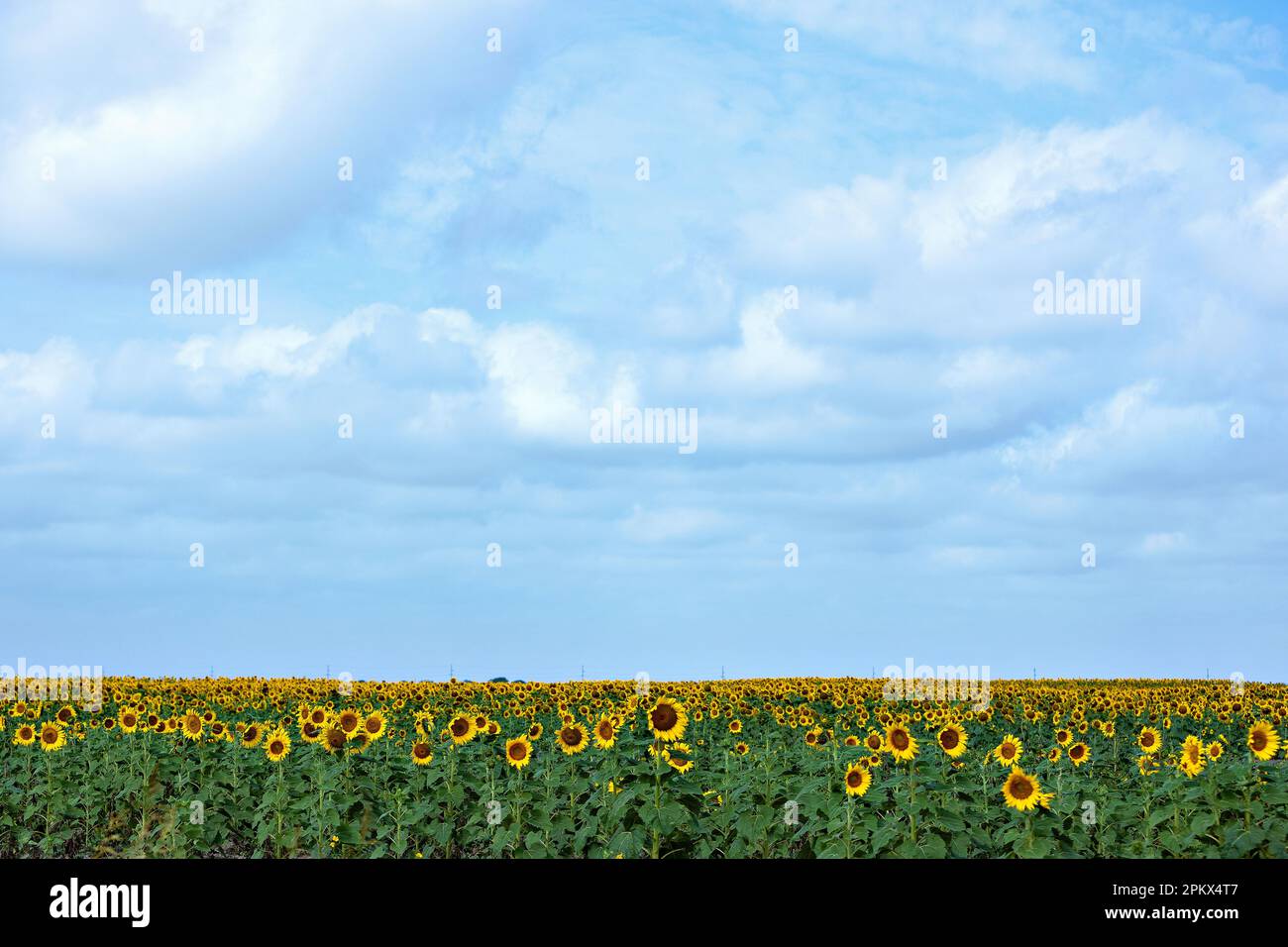 Giant sunflower field in South Texas Stock Photo - Alamy
