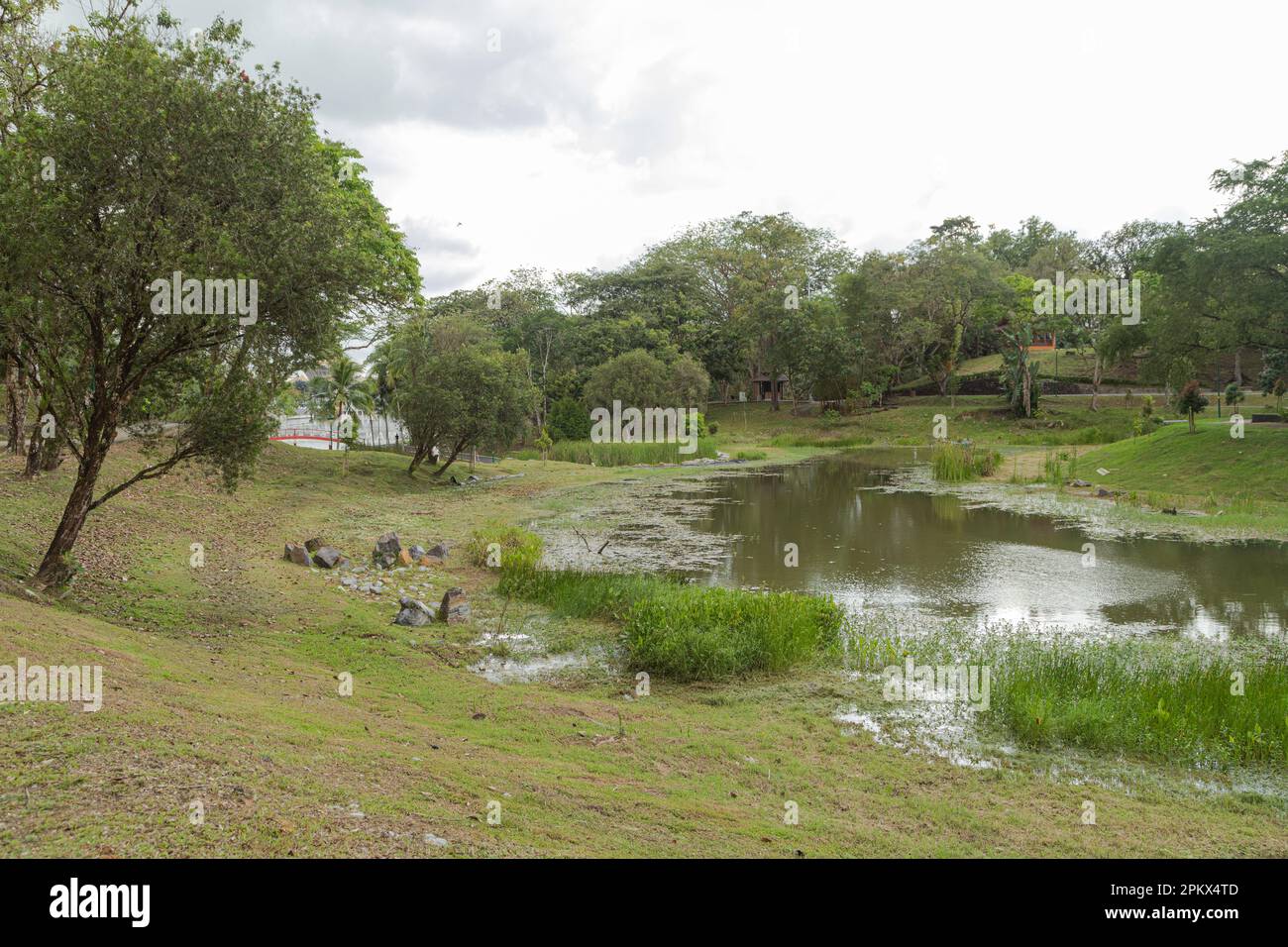 Retention pond with water plants in city park in Kuching, Malaysia ...