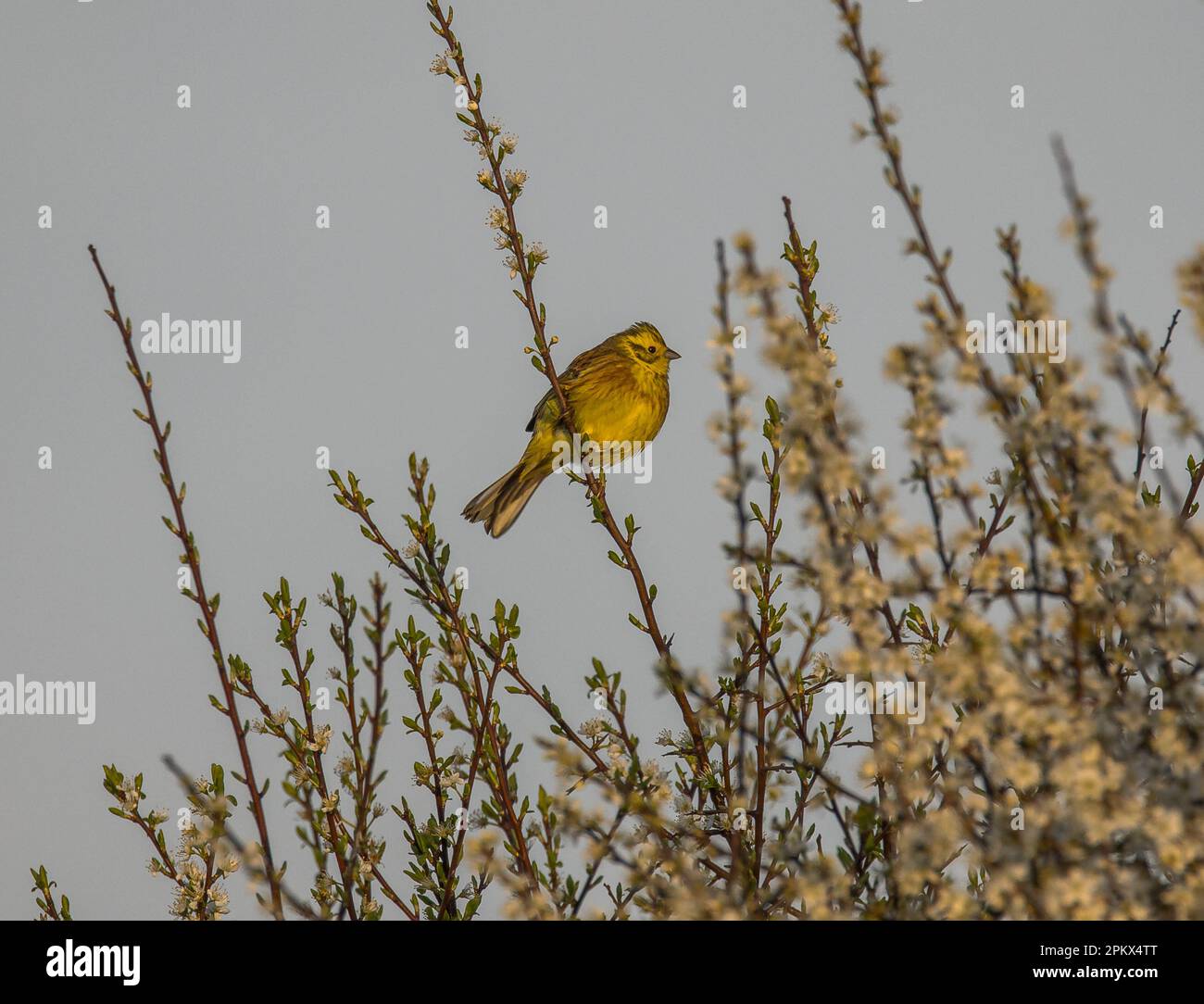 Yellowhammer captured in morning light hi-res stock photography and ...