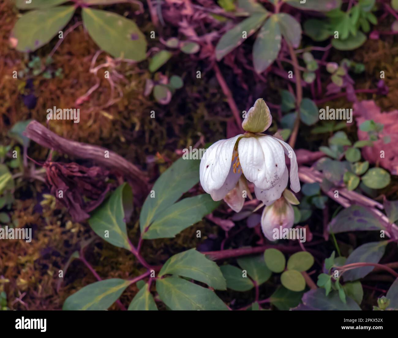 Botany. Flowers in the garden. Closeup view of a Helleborus foetidus ...