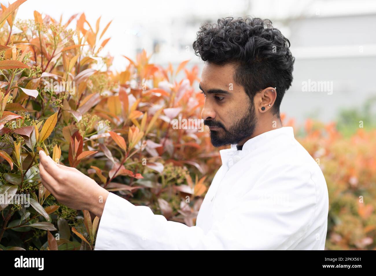 young scientist checking outside plants Stock Photo - Alamy