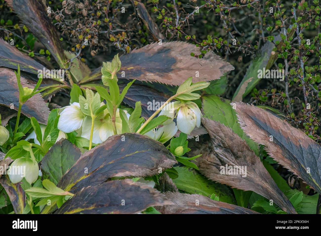 Botany. Flowers in the garden. Closeup view of a Helleborus foetidus ...