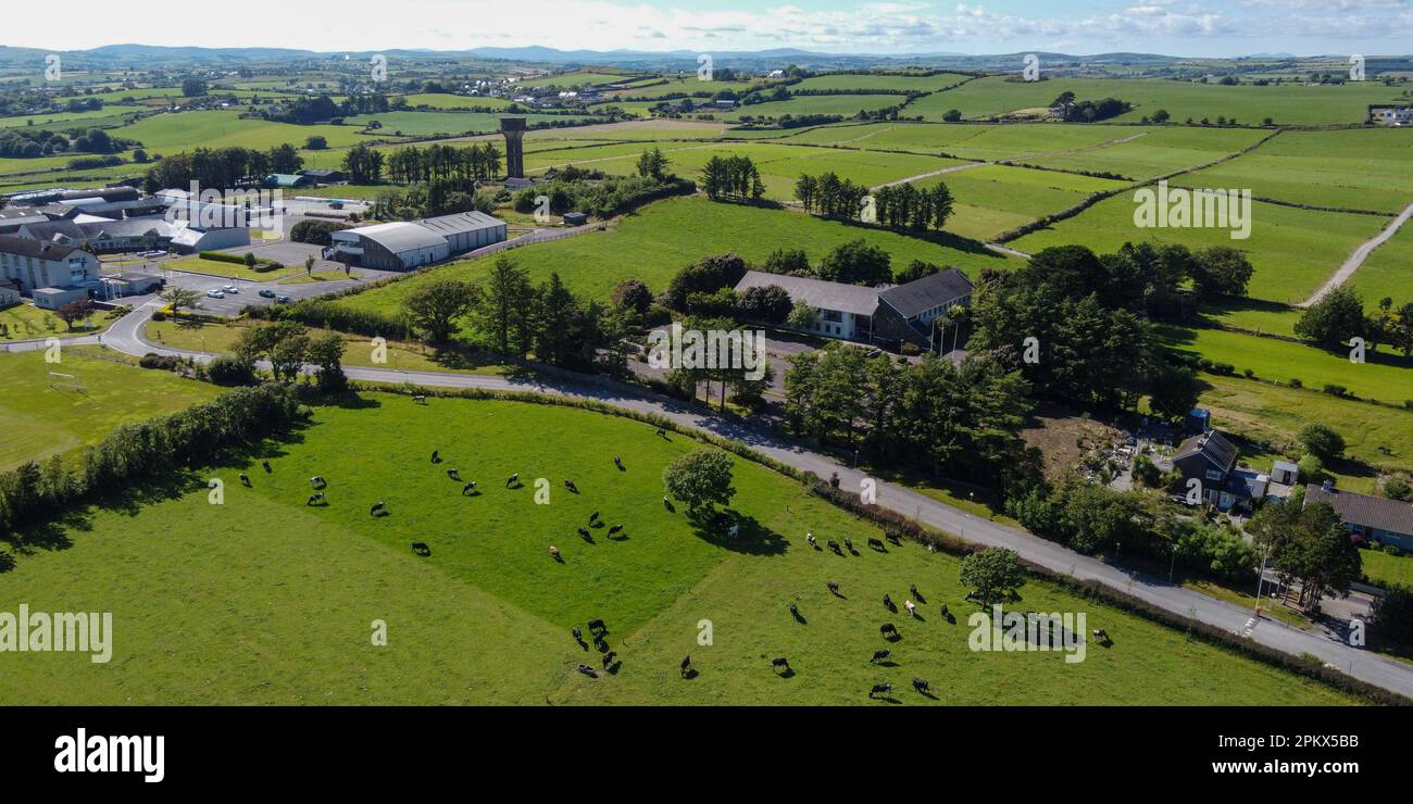 A cows on a field on a summer day, top view. Buildings among ...