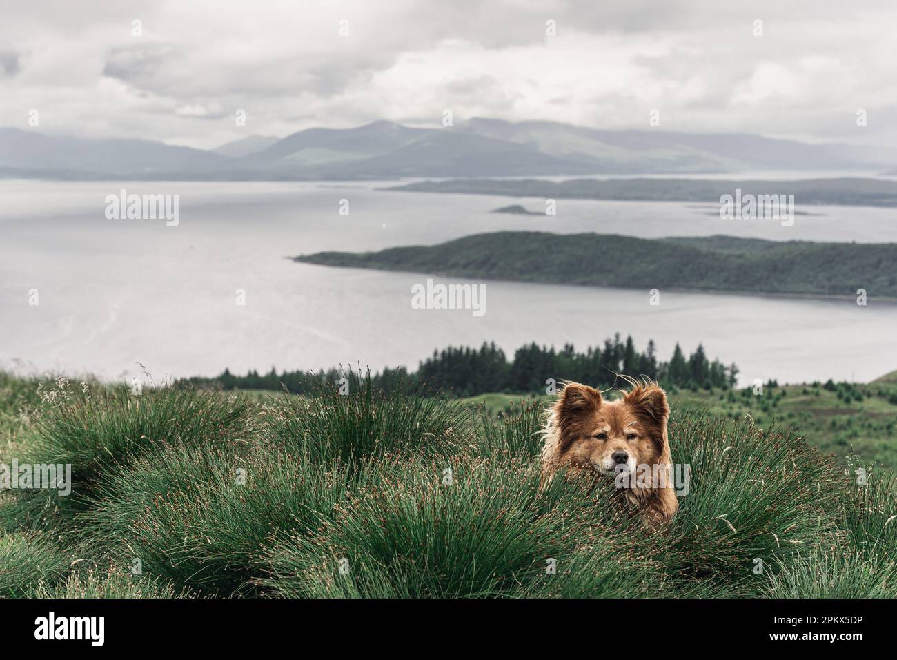 Above view dog hi-res stock photography and images - Alamy