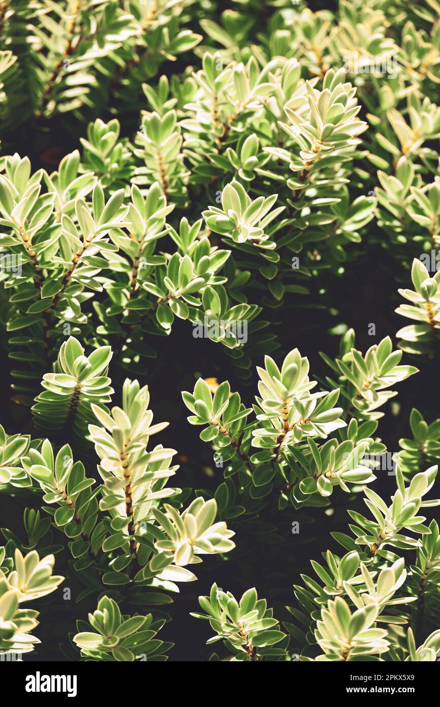Close up photo of the bush with green plants Stock Photo - Alamy