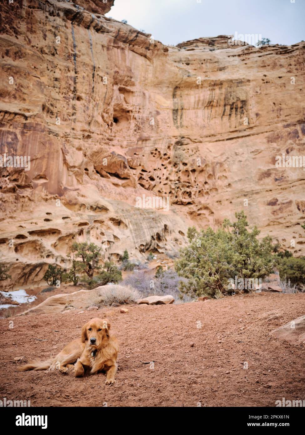 A golden retriever laying on the ground in a slot canyon in Utah Stock ...