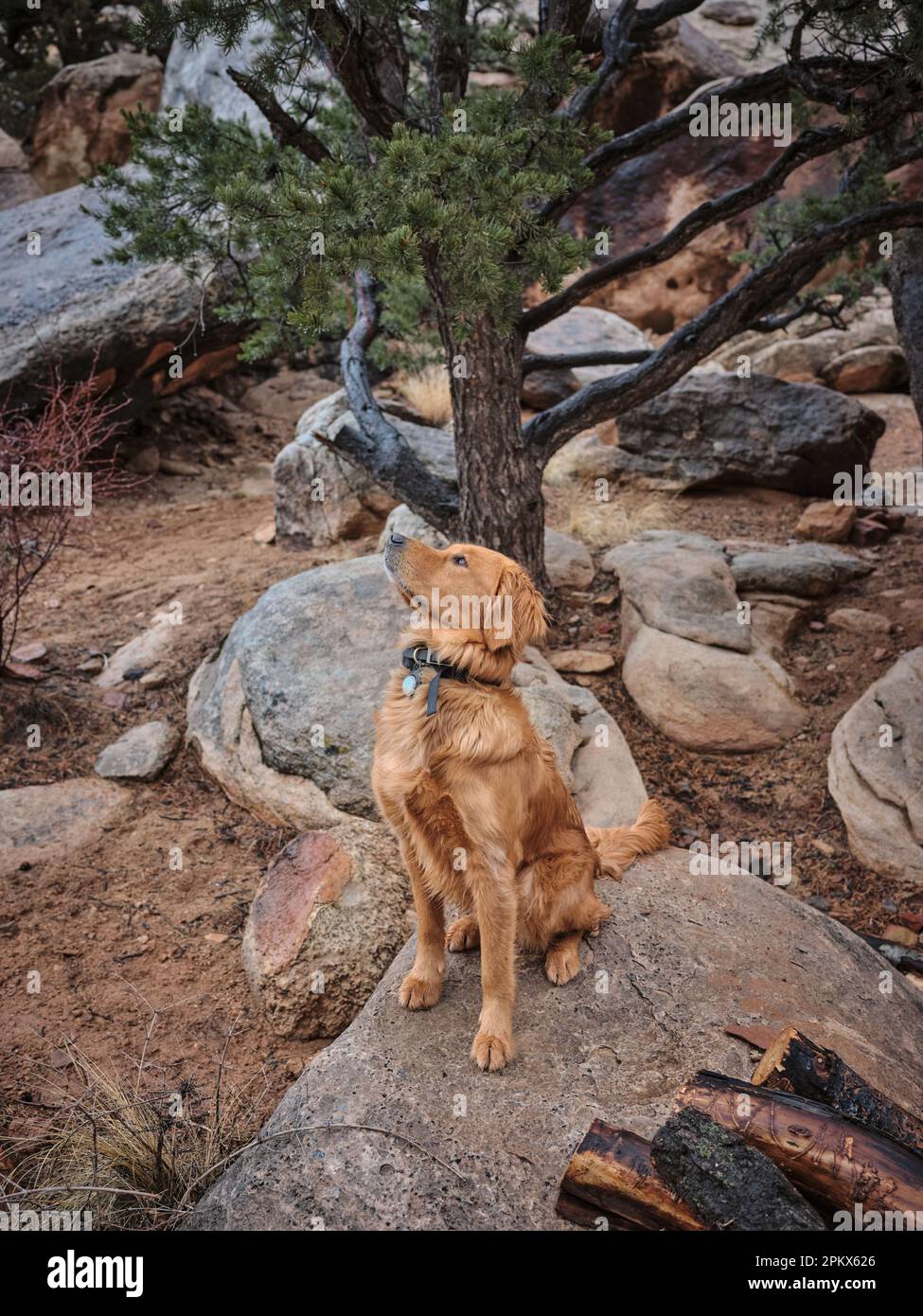 Golden retriever looks up while sitting on a rock near a tree Stock ...