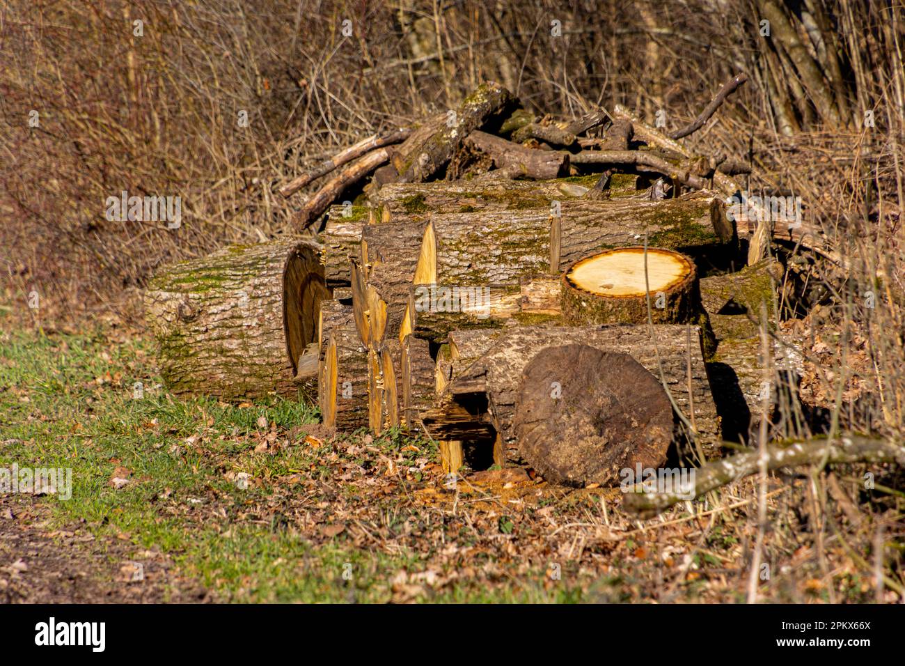 Tree chopped forest hi-res stock photography and images - Alamy