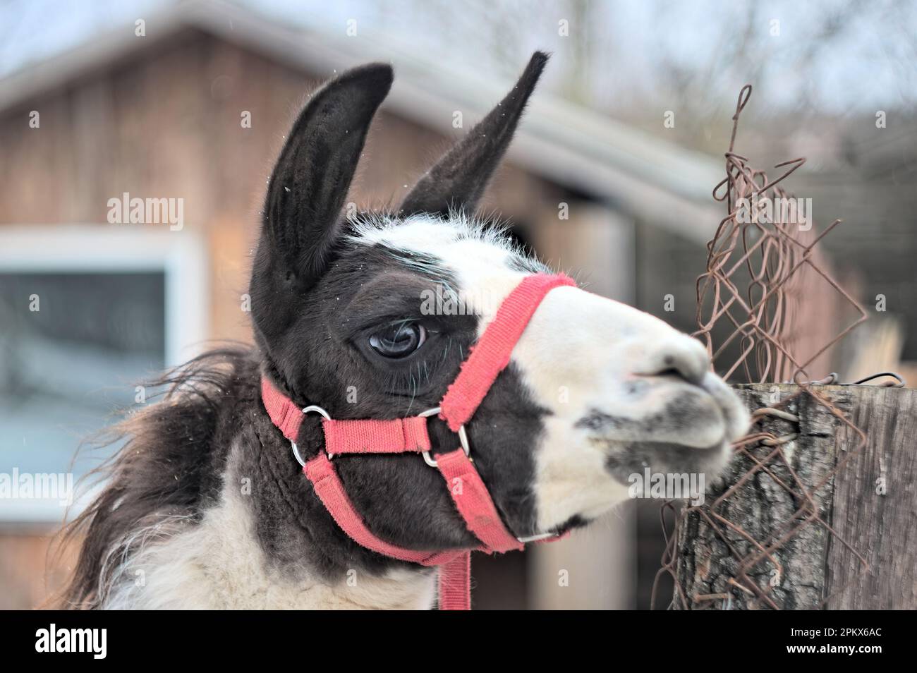 A portrait of a friendly donkey with a bridle on its muzzle. Farm ...