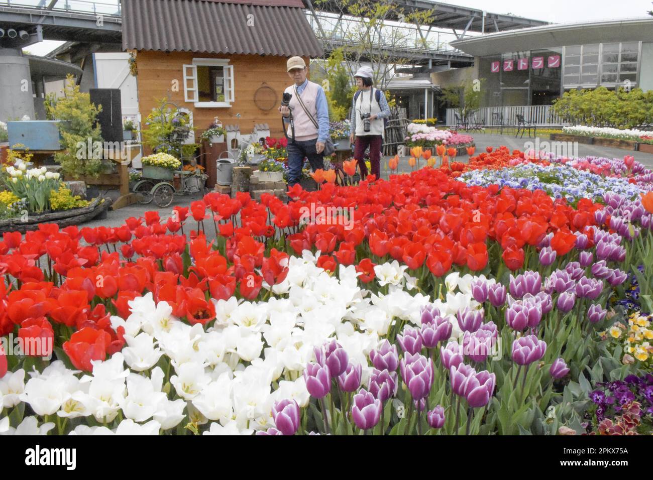 Tulips bloom at Tottori Hanakairo flower park in Nambu, Tottori ...