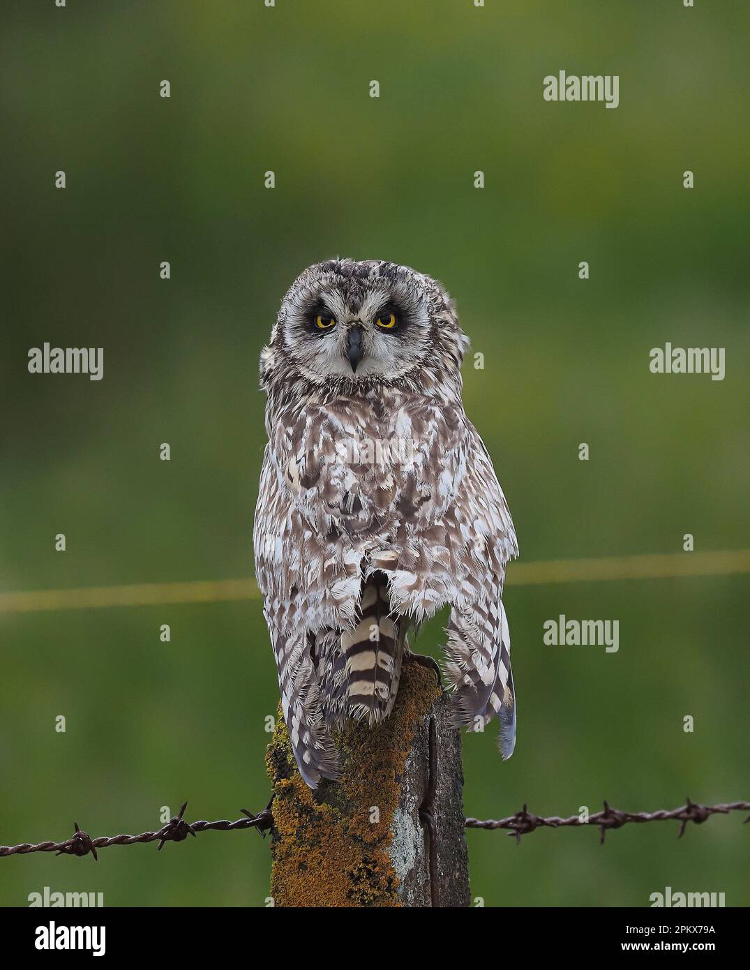 Short eared owls will use posts or trees as look out spots for hunting ...
