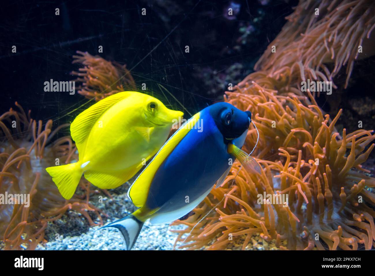 Blue surgeonfishes hi-res stock photography and images - Alamy