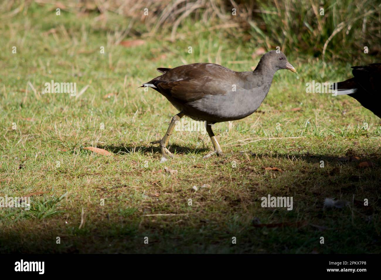 Grey brown body wings hi-res stock photography and images - Alamy