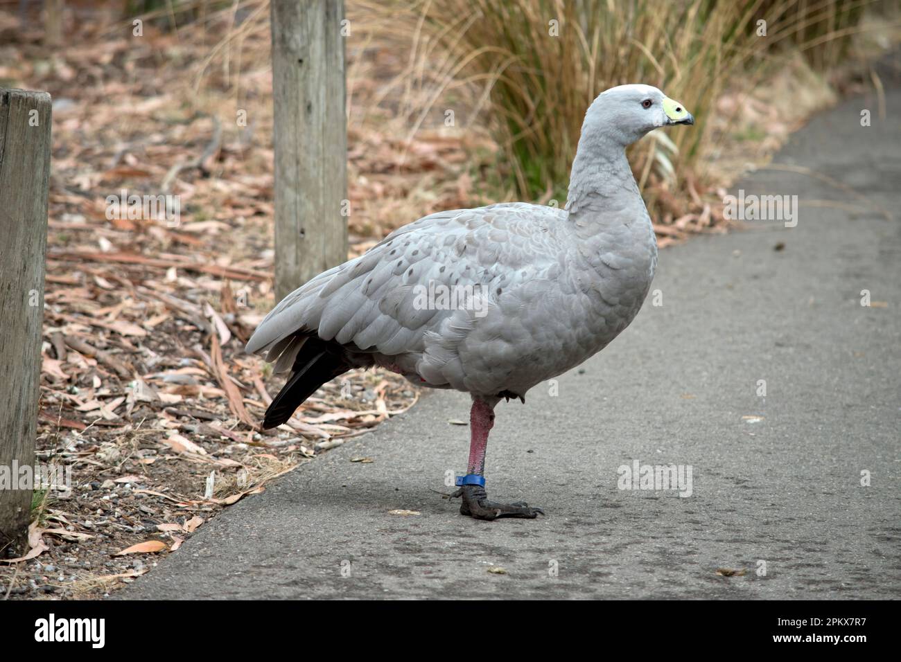 The Cape Barren Goose is a very large, pale grey goose with a ...