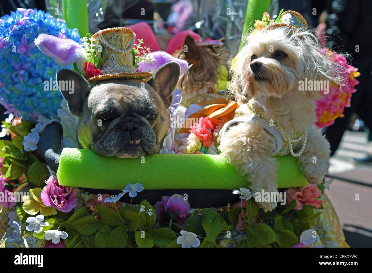 New York, USA. 9th Apr, 2023. Dogs in creative outfits are pictured ...