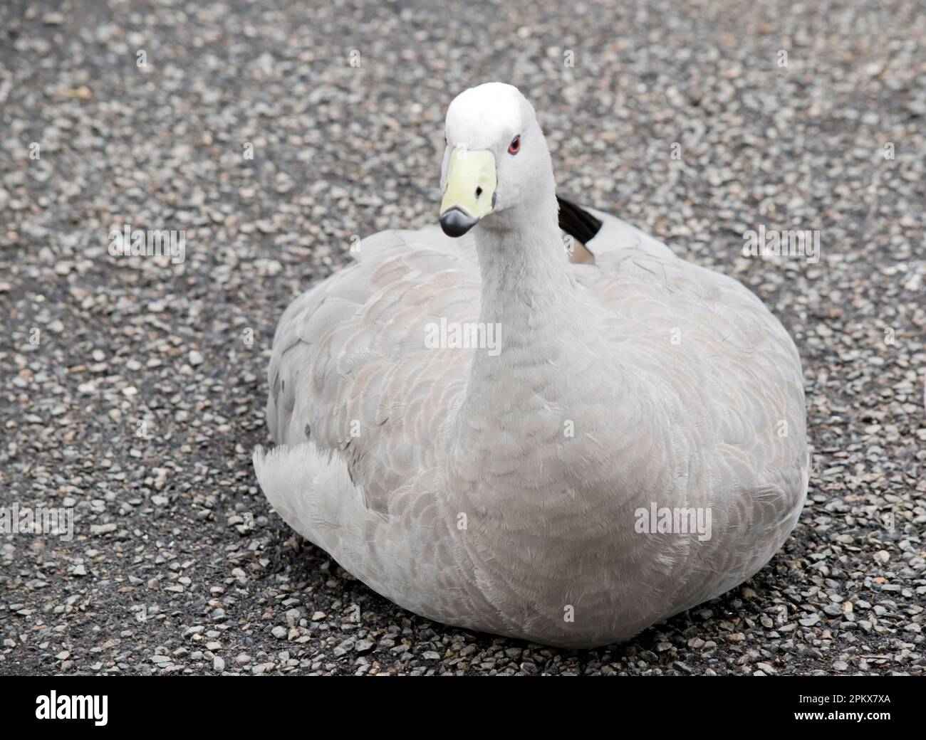 The Cape Barren Goose is a very large, pale grey goose with a ...