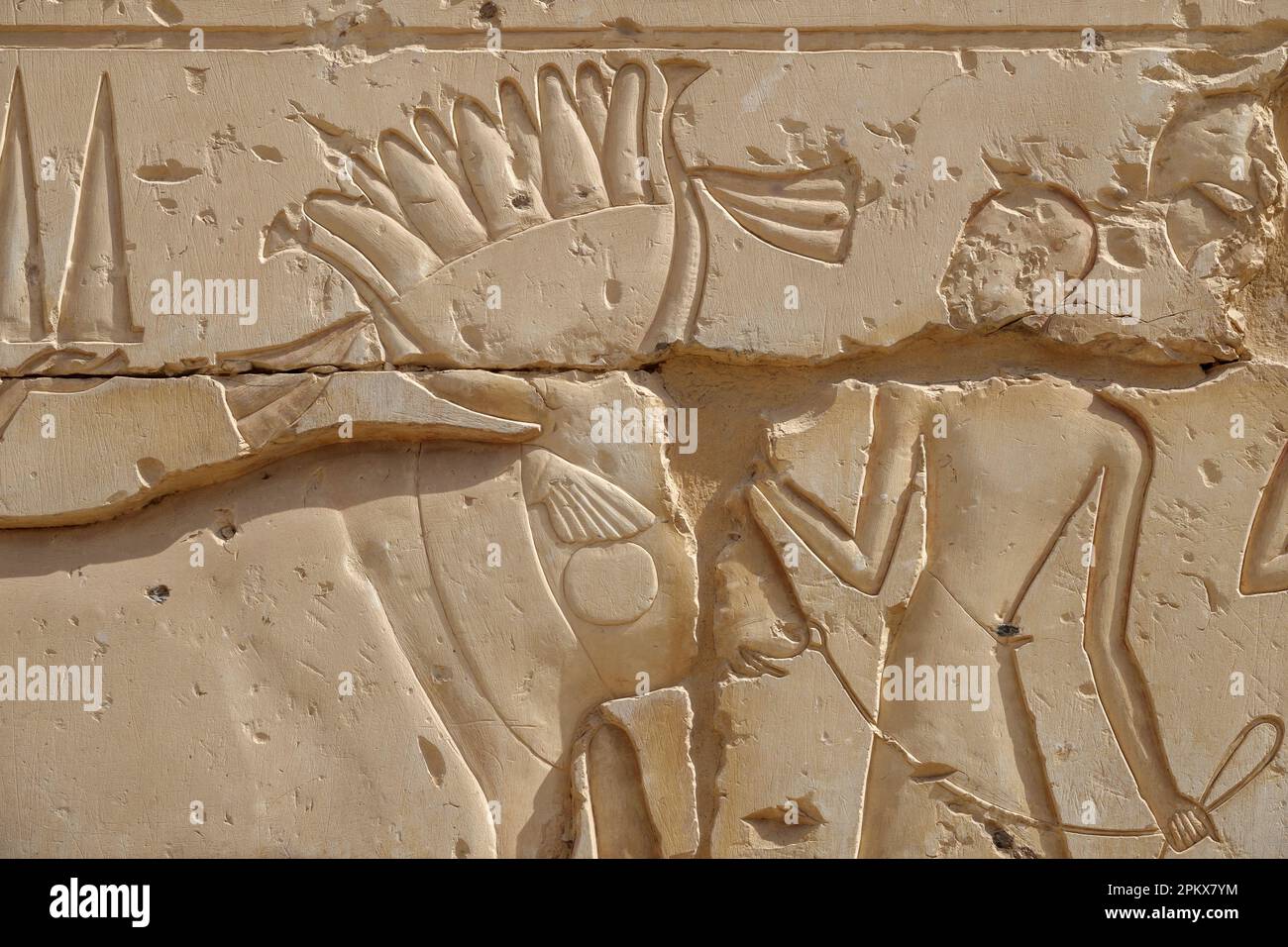 Cult bull hi-res stock photography and images - Alamy