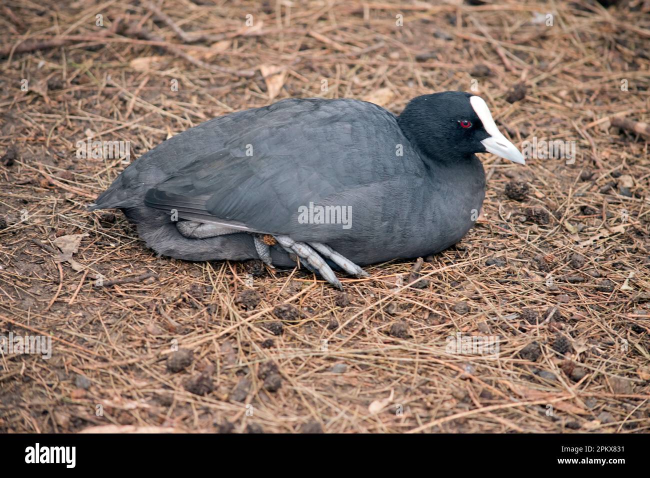 The Eurasian coot is a black sea bird with a white frontal shield Stock ...