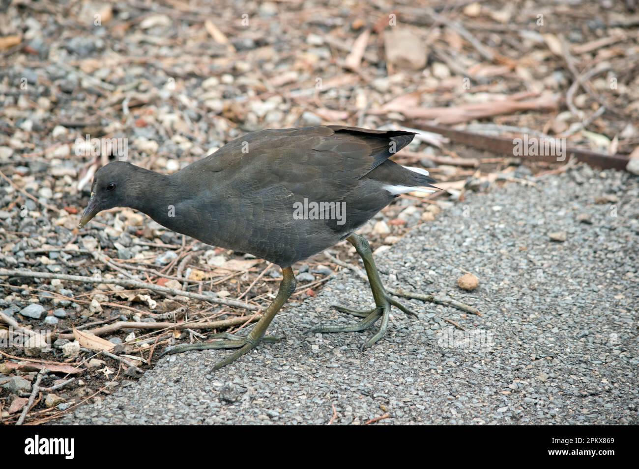 the dusky moorhen chick is all grey with brown eyes Stock Photo - Alamy