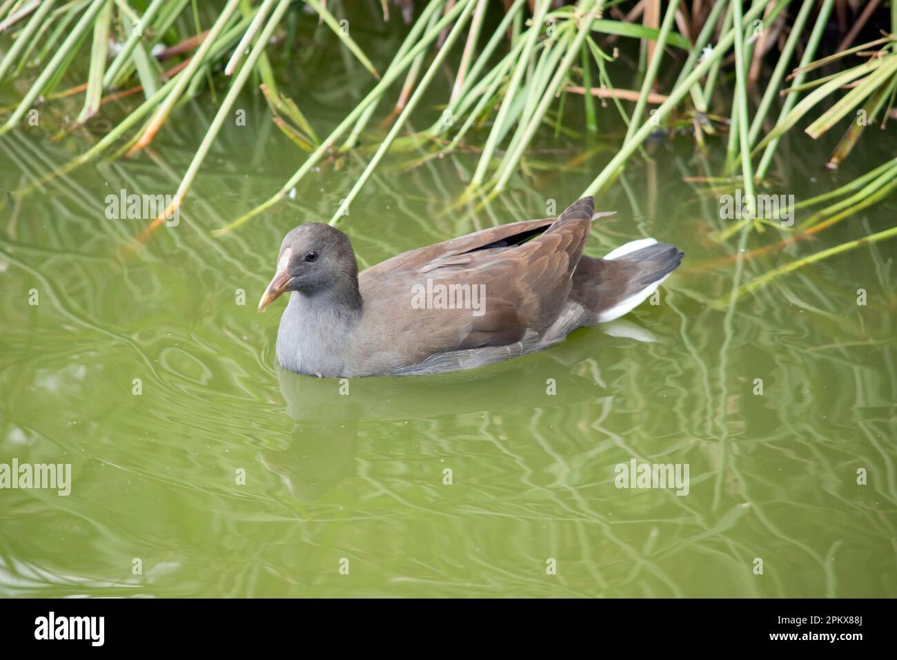 the young dusky moorhen is mainly grey with white tail feathers. Its ...
