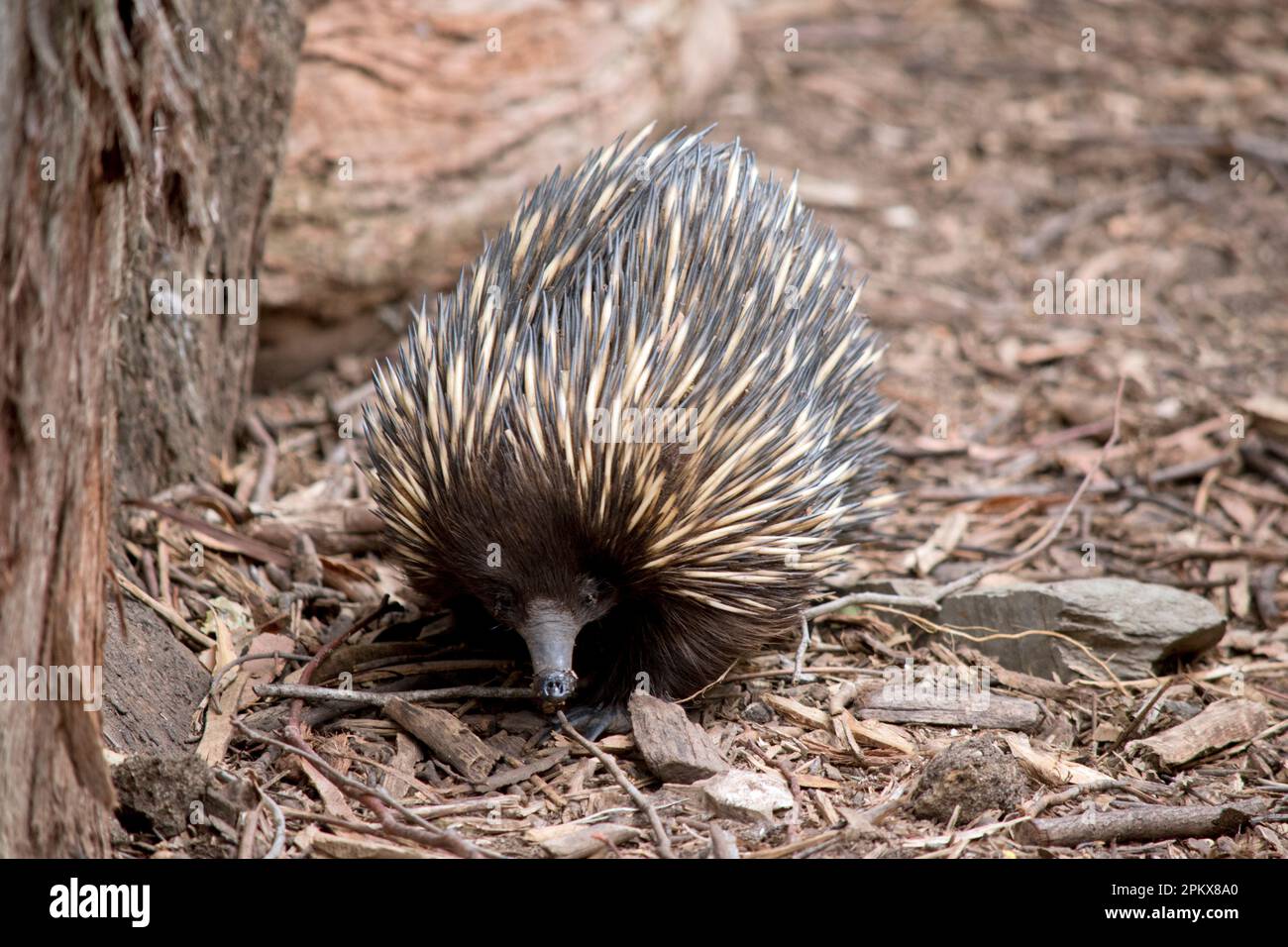 The echidna has spines like a porcupine, a beak like a bird, a pouch ...