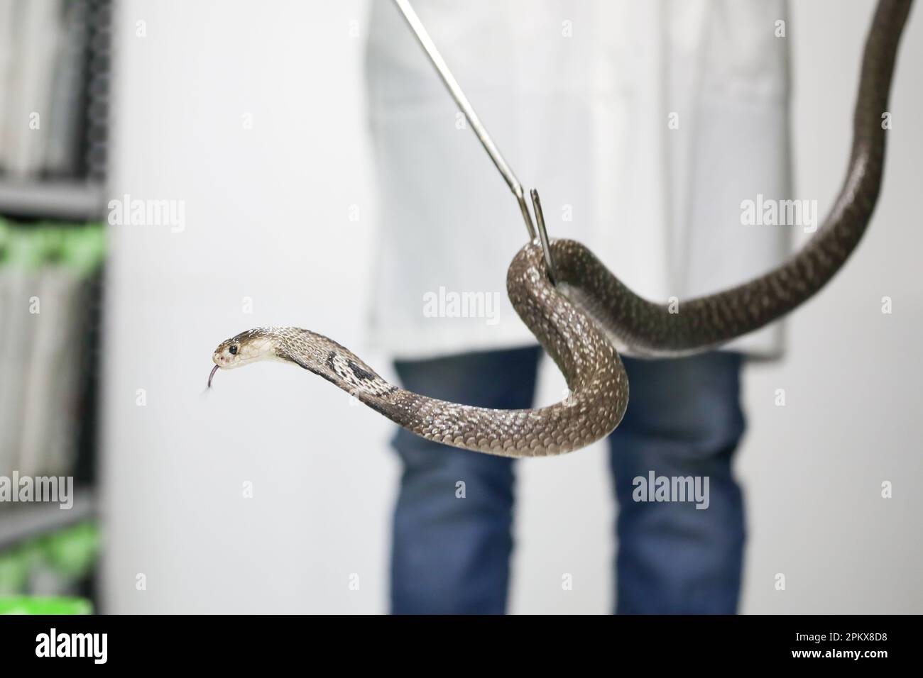 Snakes of bangladesh hi-res stock photography and images - Alamy