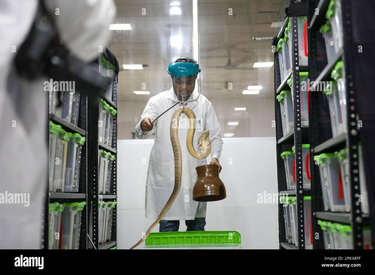 Snakes of bangladesh hi-res stock photography and images - Alamy