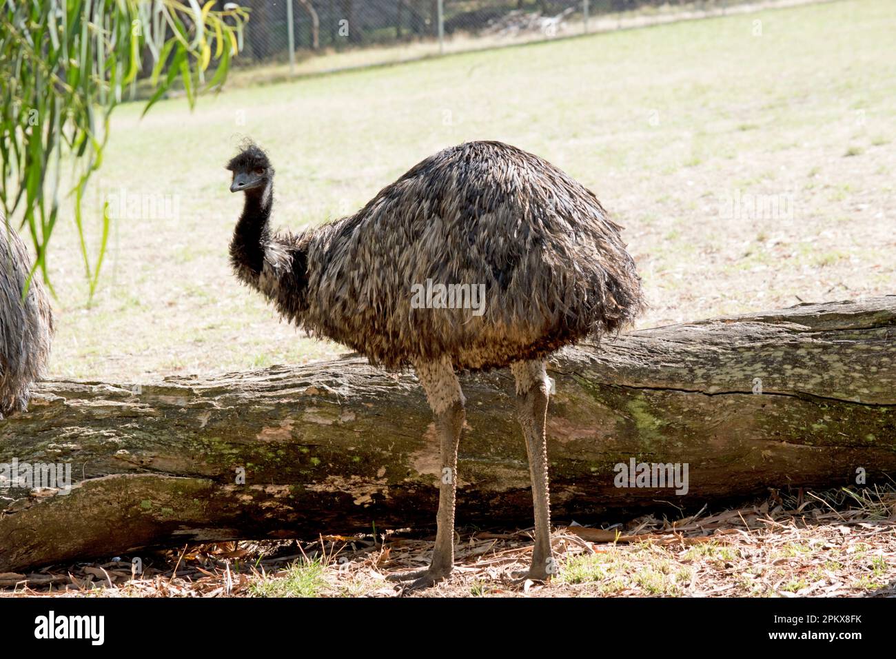 The Emu is a large bird. the emu is covered in primitive feathers that ...