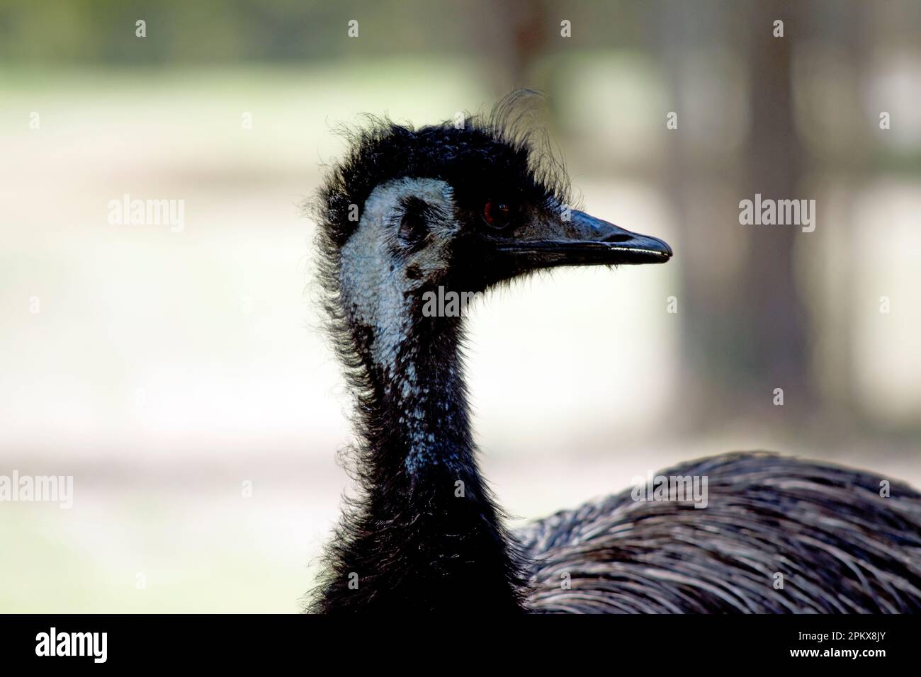 The Emu is a large bird. the emu is covered in primitive feathers that ...