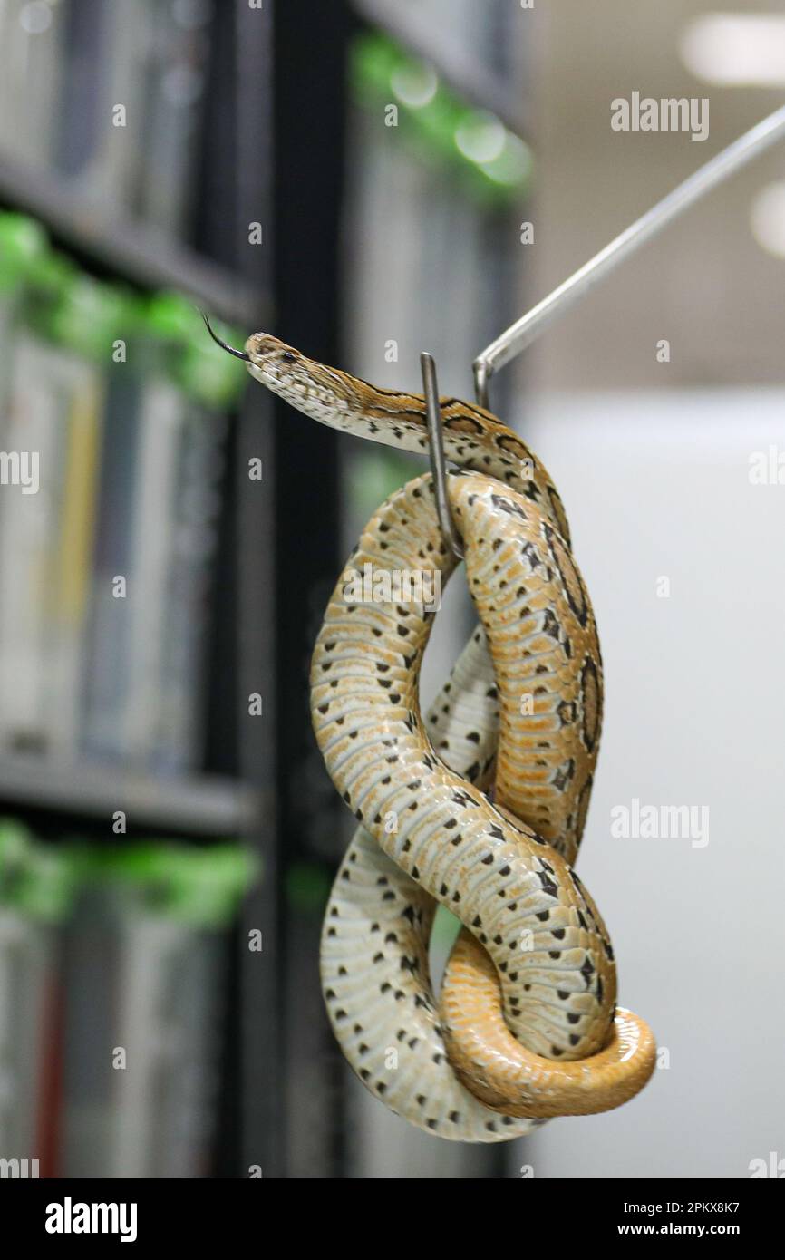 Snakes of bangladesh hi-res stock photography and images - Alamy