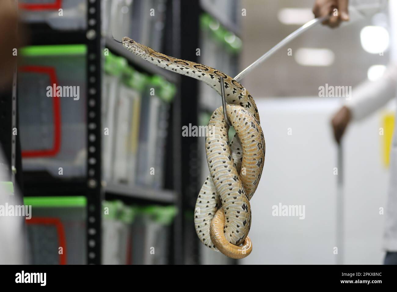 Bangladesh glove hi-res stock photography and images - Alamy